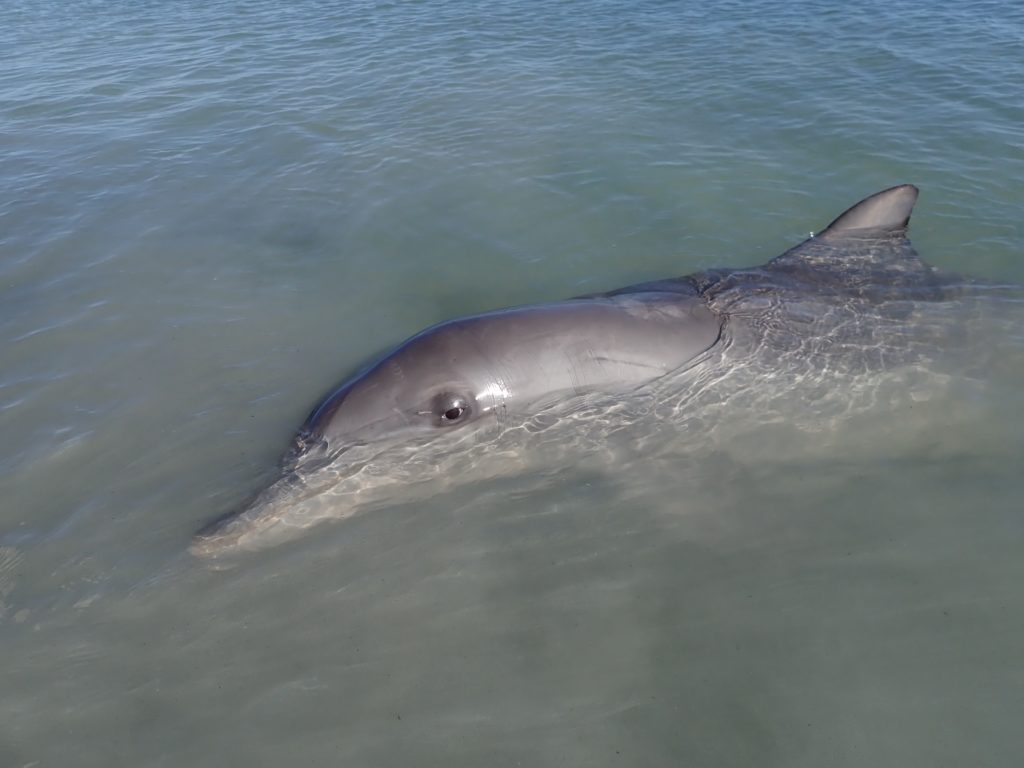 Monkey Mia and the Dolphin experience of a lifetime! - Lisa Ikin ...