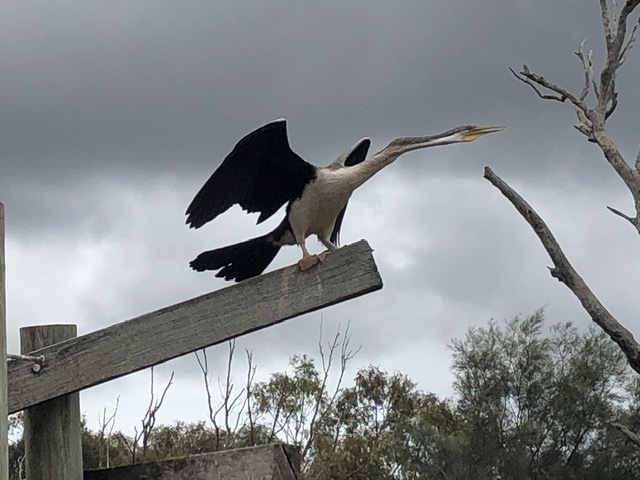 Birds of Western Australia – Full Steam Ahead – Travel blogger ...