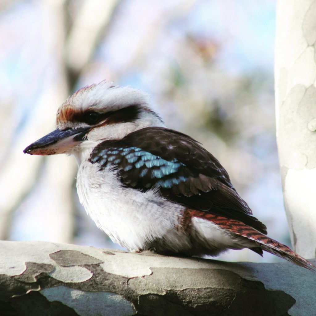 Birds of Western Australia – Full Steam Ahead – Travel blogger ...