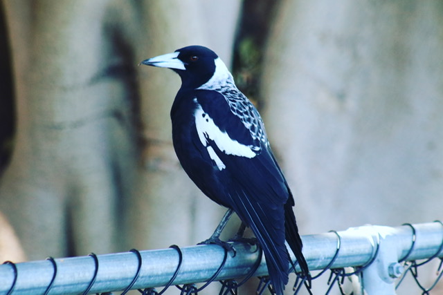 Birds of Western Australia – Full Steam Ahead – Travel blogger ...