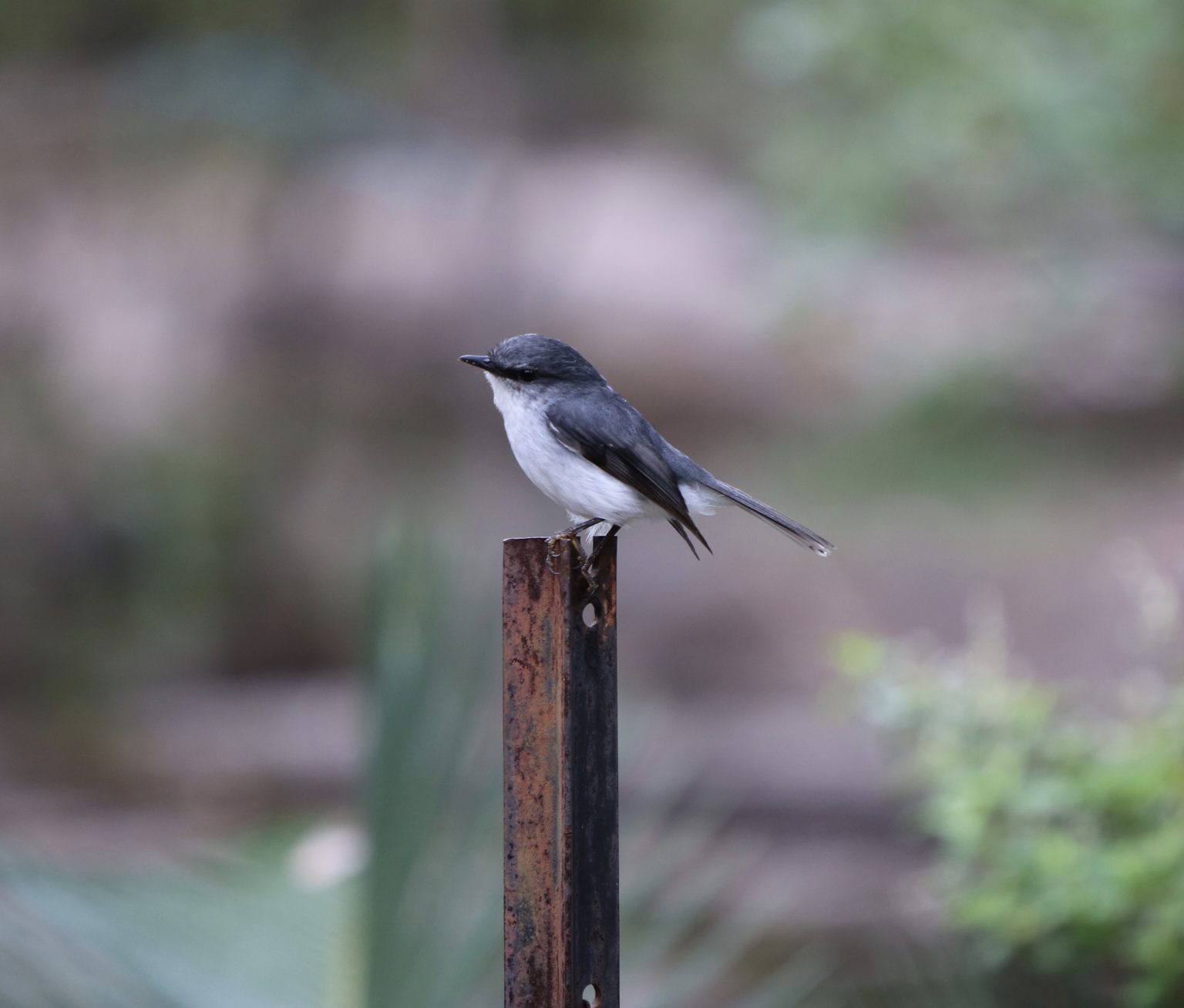 Birds of Western Australia – Full Steam Ahead – Travel blogger ...