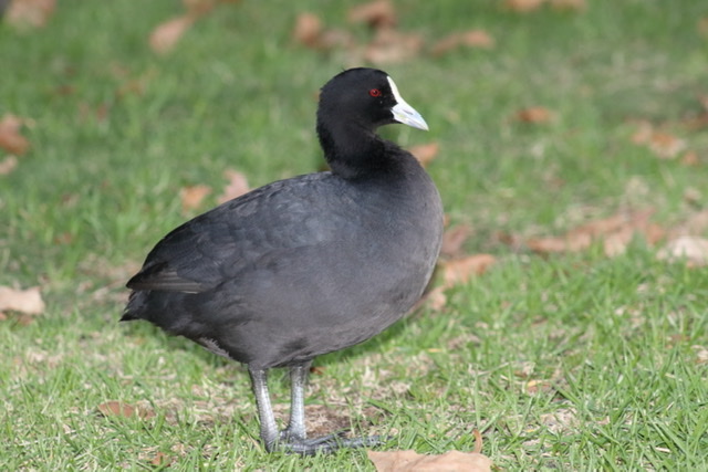 Birds of Western Australia – Full Steam Ahead – Travel blogger ...