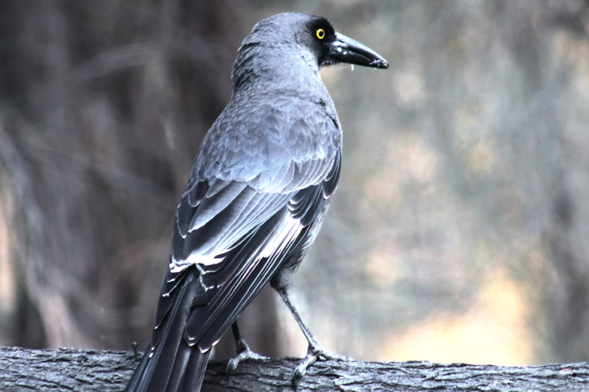 Birds of Western Australia – Full Steam Ahead – Travel blogger ...