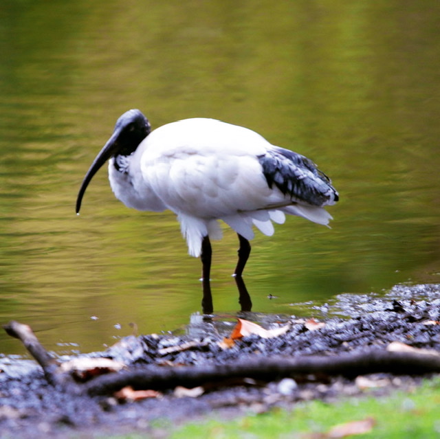 Birds of Western Australia – Full Steam Ahead – Travel blogger ...