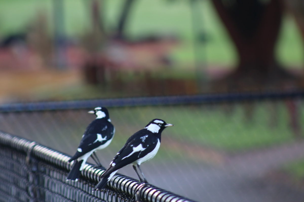 Birds of Western Australia – Full Steam Ahead – Travel blogger ...