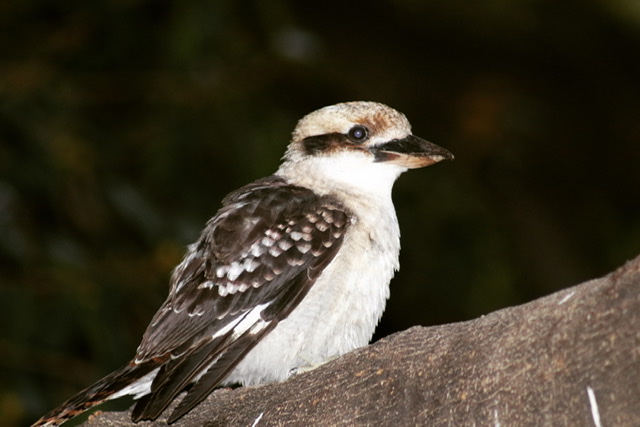 Birds of Western Australia – Full Steam Ahead – Travel blogger ...