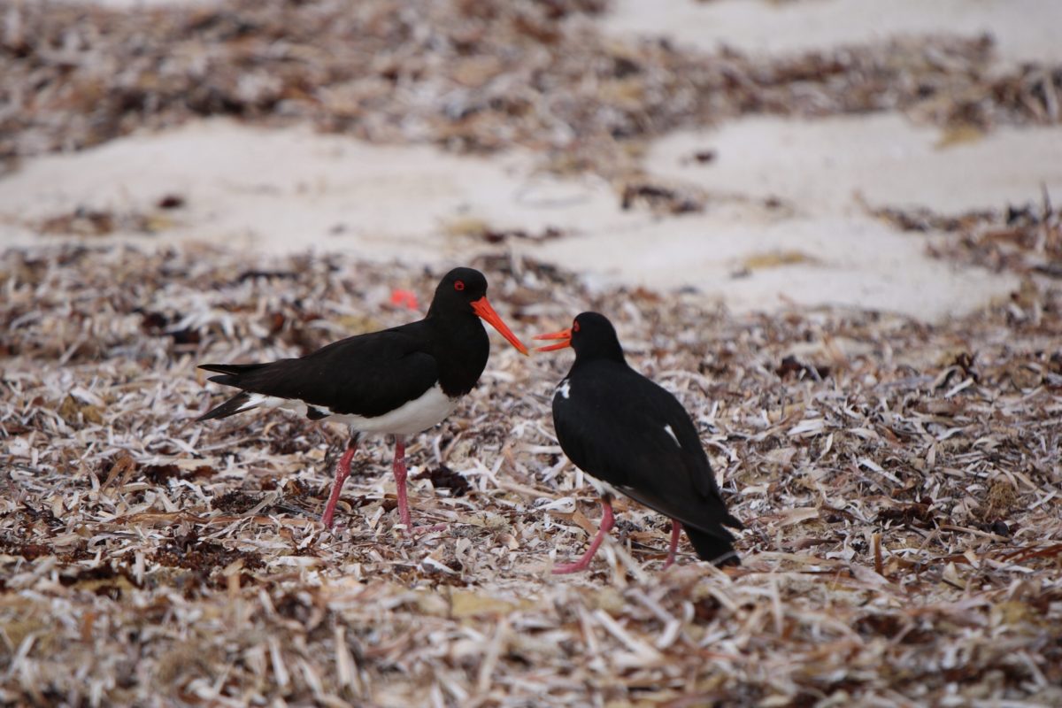Birds of Western Australia – Full Steam Ahead – Travel blogger ...