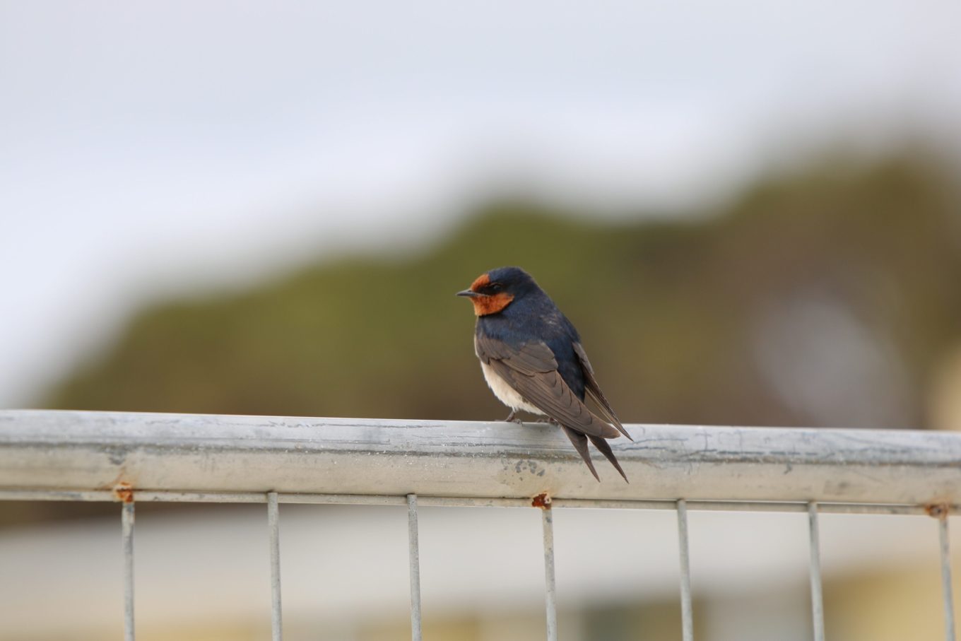 Birds of Western Australia – Full Steam Ahead – Travel blogger ...