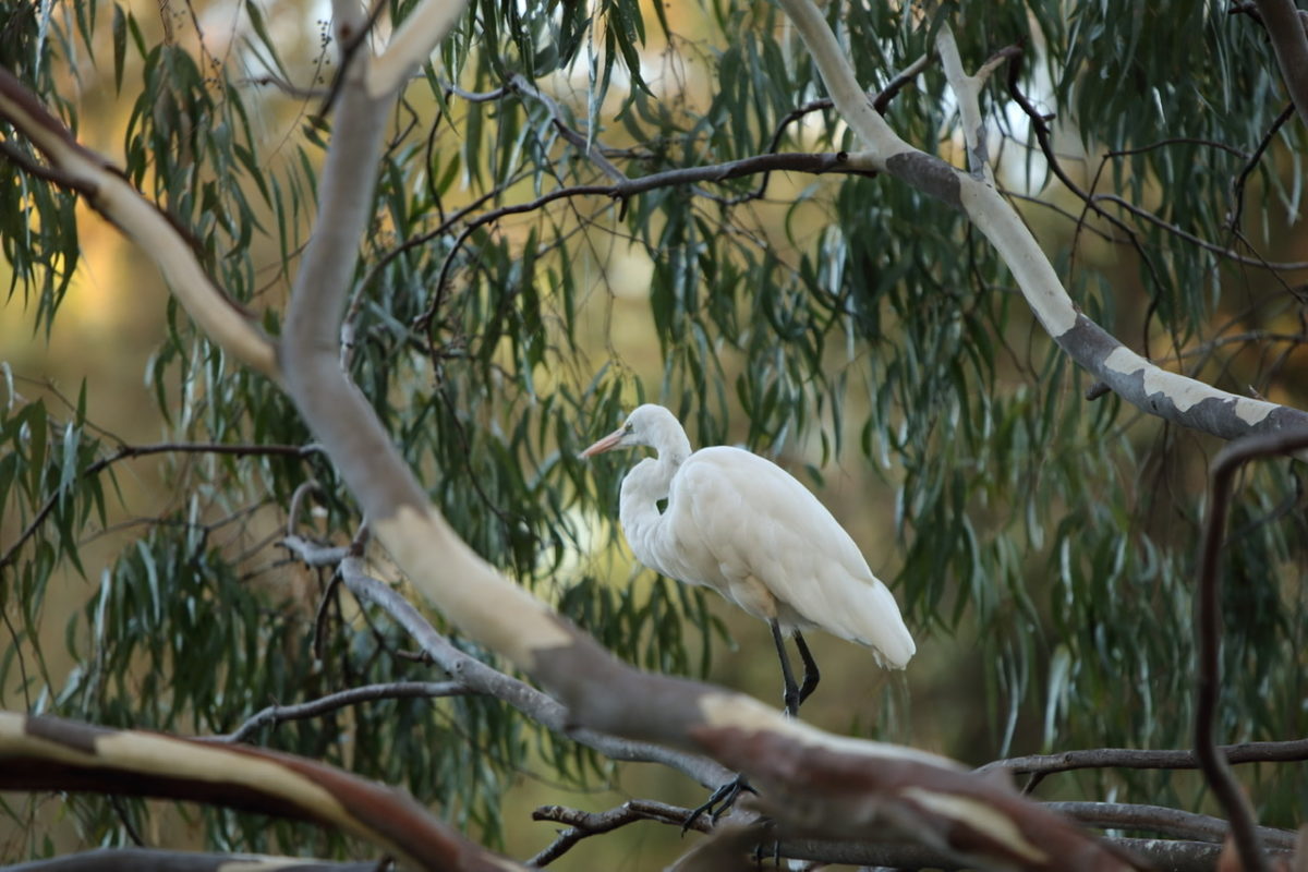 Birds of Western Australia – Full Steam Ahead – Travel blogger ...