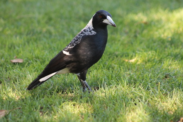 Birds of Western Australia – Full Steam Ahead – Travel blogger ...