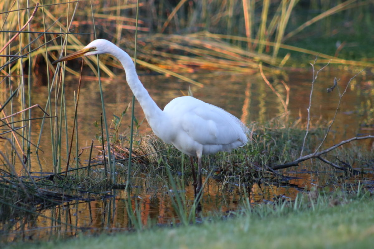 Birds of Western Australia – Full Steam Ahead – Travel blogger ...