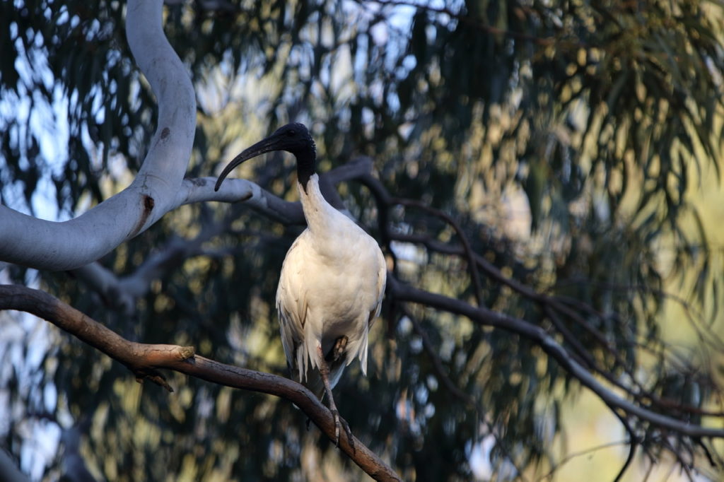 Birds of Western Australia – Full Steam Ahead – Travel blogger ...