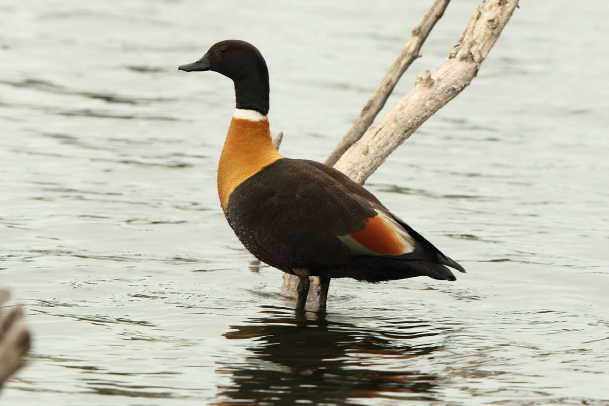 Birds of Western Australia – Full Steam Ahead – Travel blogger ...
