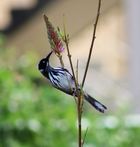 Birds of Western Australia – Full Steam Ahead – Travel blogger ...