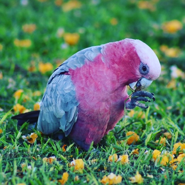 Birds of Western Australia – Full Steam Ahead – Travel blogger ...