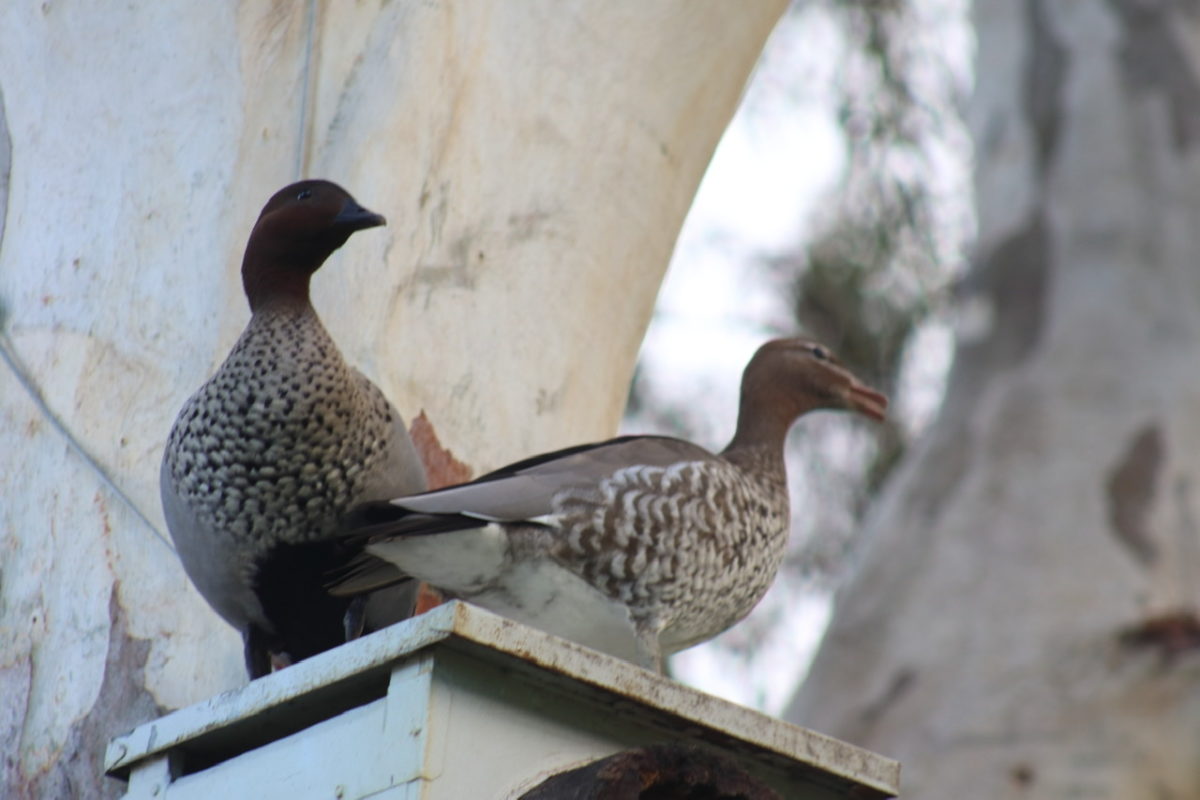 Birds of Western Australia – Full Steam Ahead – Travel blogger ...